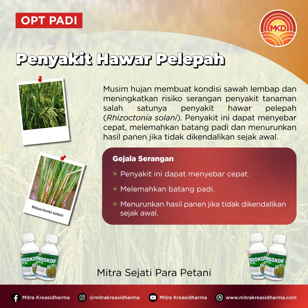 CONTROL SHEATH BLIGHT AND MAXIMIZE YOUR RICE YIELD WITH INDOKOR® 250 EC